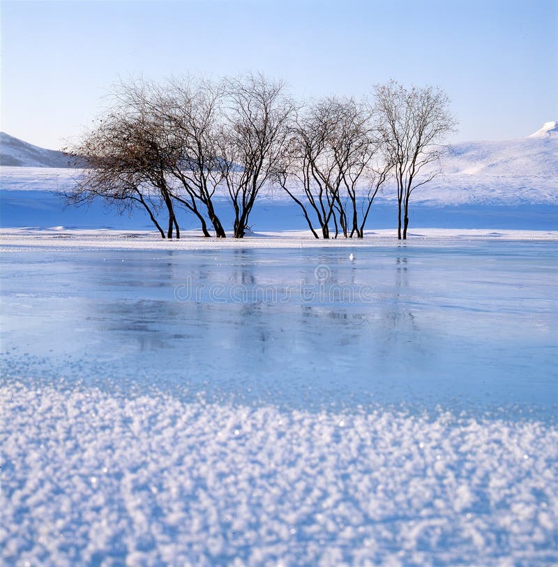 Bush in the frozen river stock image. Image of frozen - 14192193