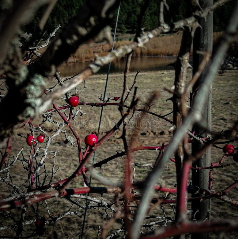 A Bush Full of Red Fruits by the Lake. Stock Image - Image of tree ...