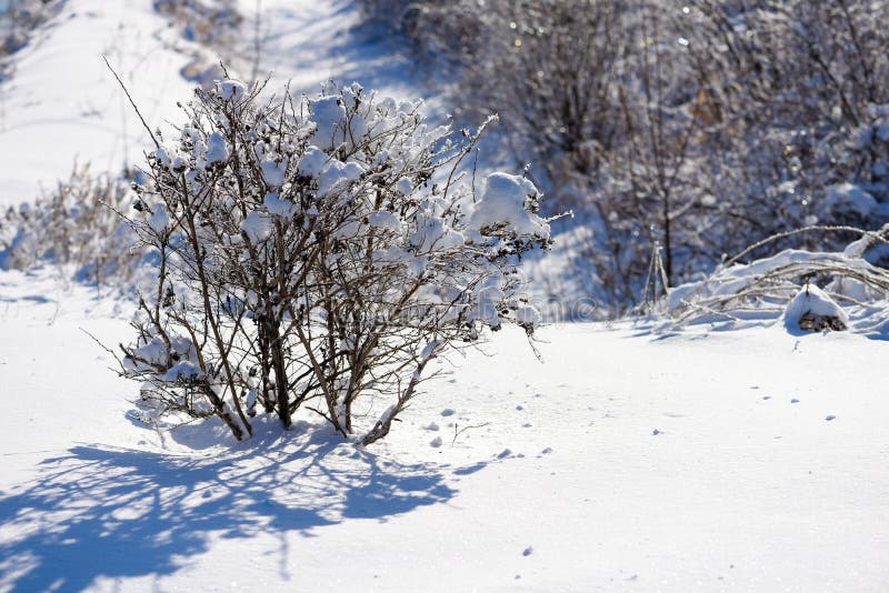 Bush full of snow stock image. Image of field, outdoors - 84365241