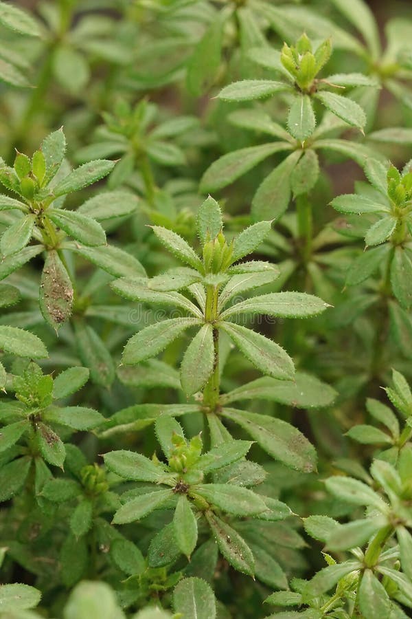 Bush of Galium Aparine (catchweed), Vertical Stock Photo - Image of ...