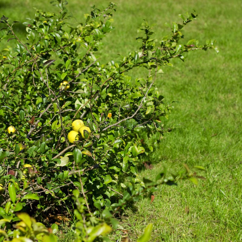 Bush in a garden stock photo. Image of color, flower - 27944528