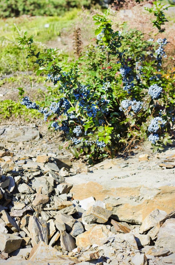 Bush in a garden stock image. Image of lawn, arbor, season - 27944695