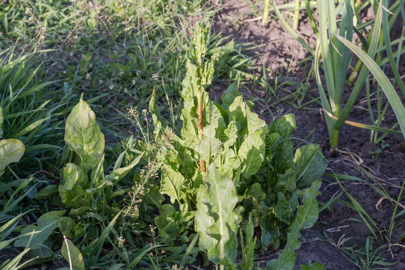 Bush of Garden Sorrel on Field in Spring Evening Stock Photo - Image of ...