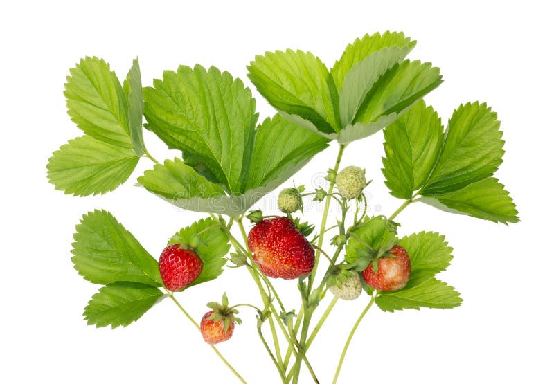 Bush of strawberry stock photo. Image of healthy, maturing - 21939796