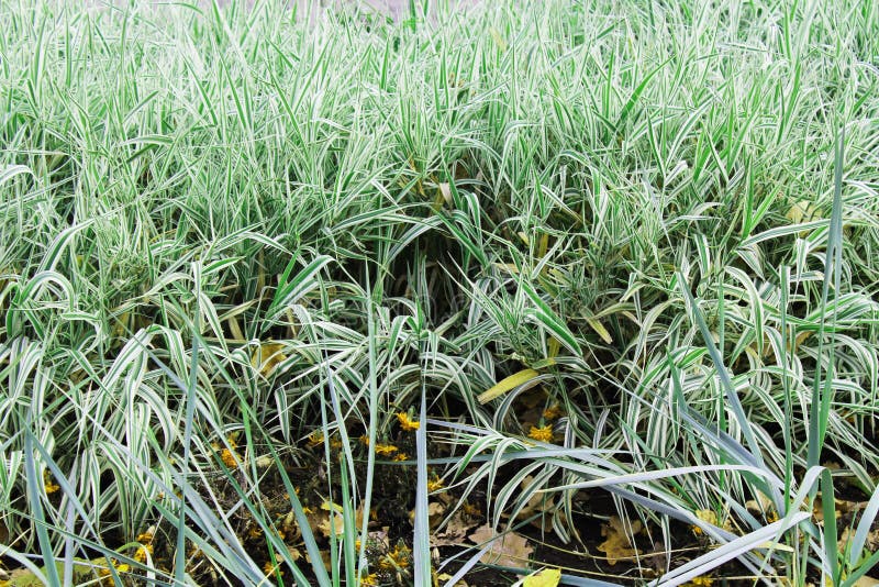 Bush grass stock image. Image of green, tiles, fresh - 79357523