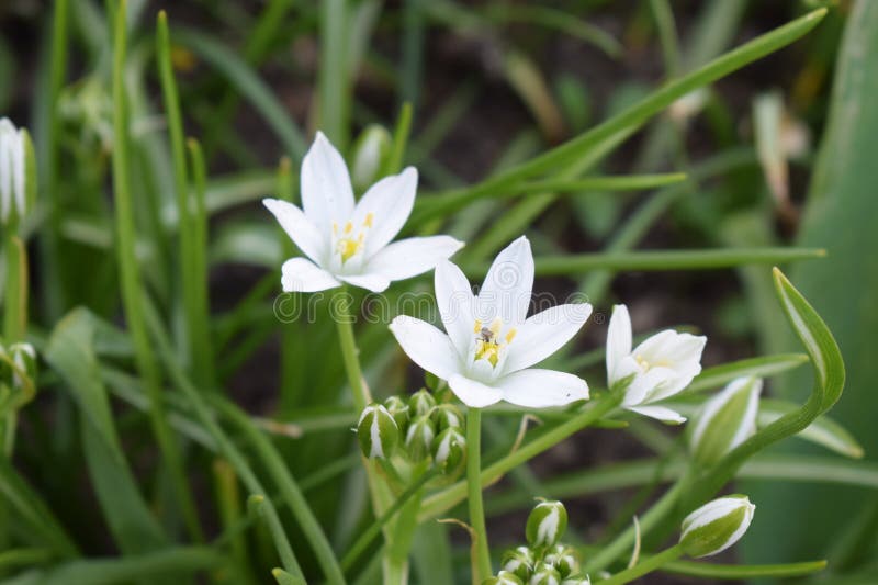 White Spring Blooming Grass Lily with a Tiny Insect Inside Stock Image ...