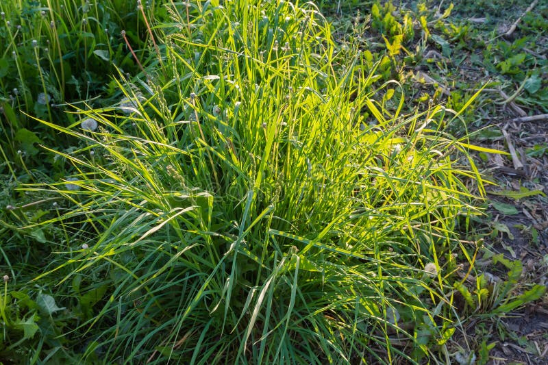 Bush of Grass on a Meadow in Evening Light Backlit Stock Image - Image ...
