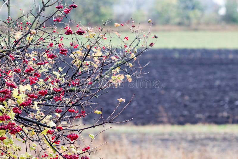 A Bush of Grass with Red Berries on the Background of the Field in the ...