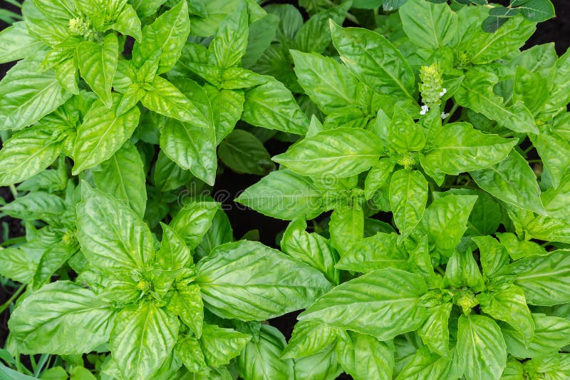 Bush of Green Basil on a Field, Top View Stock Photo - Image of cooking ...