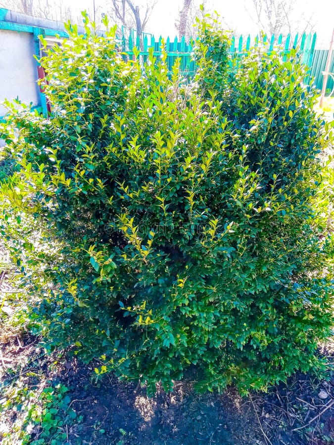 Bush Green in Early Spring Green Green Shot from the Side Stock Photo ...