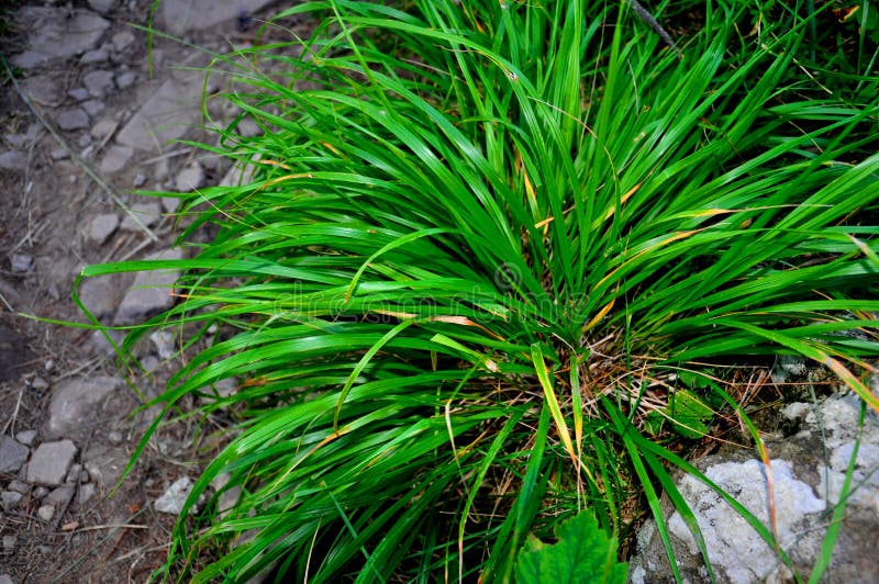 Bush green grass stock image. Image of leaf, nature - 146171219