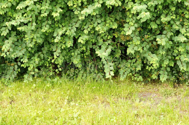 Bush and green grass stock image. Image of garden, field - 31574999