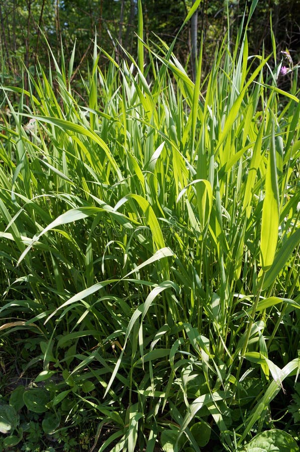 Bush Field Plant with Spiky Green Leaves Stock Image - Image of spiky ...