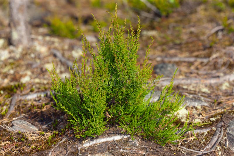 Bush of a green heather stock photo. Image of erica, environment - 25623262