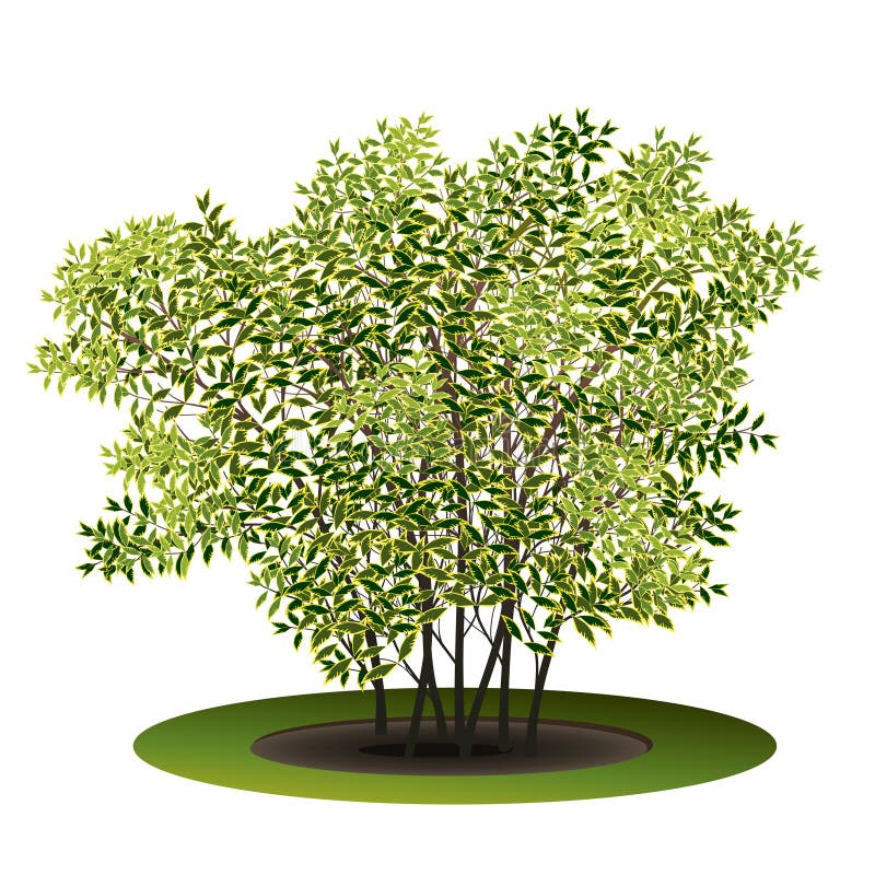 Bush with Green Leaves and Shadow Stock Vector - Illustration of single ...