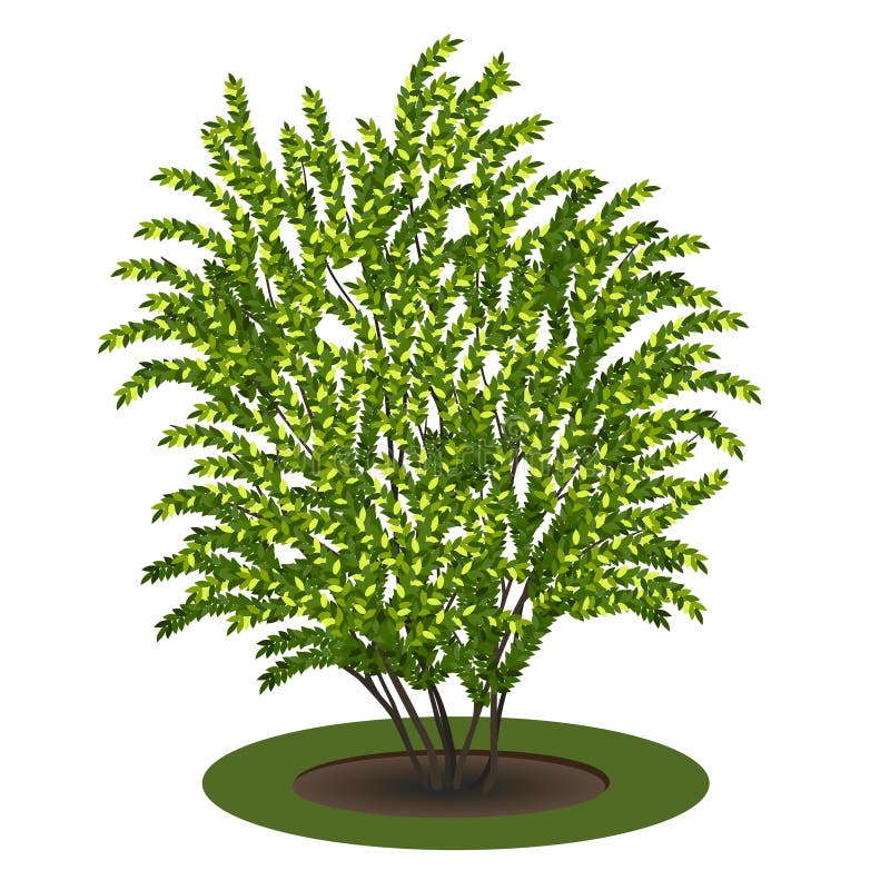 Bush with Green Leaves and Shadow Stock Vector - Illustration of ...