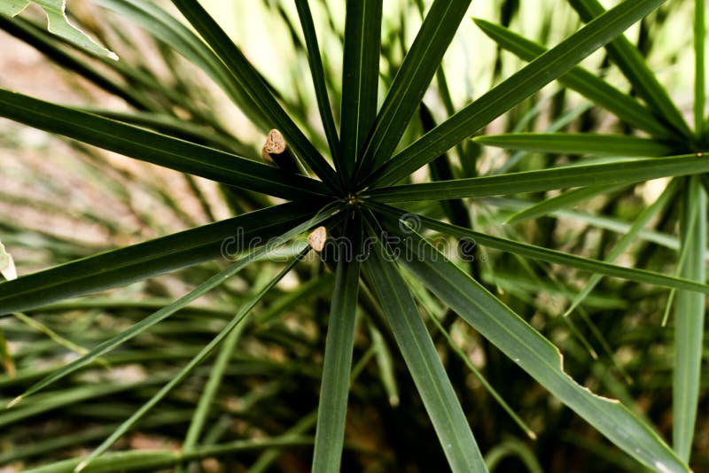 Papyrus plants stock photo. Image of complete, asia - 148025220