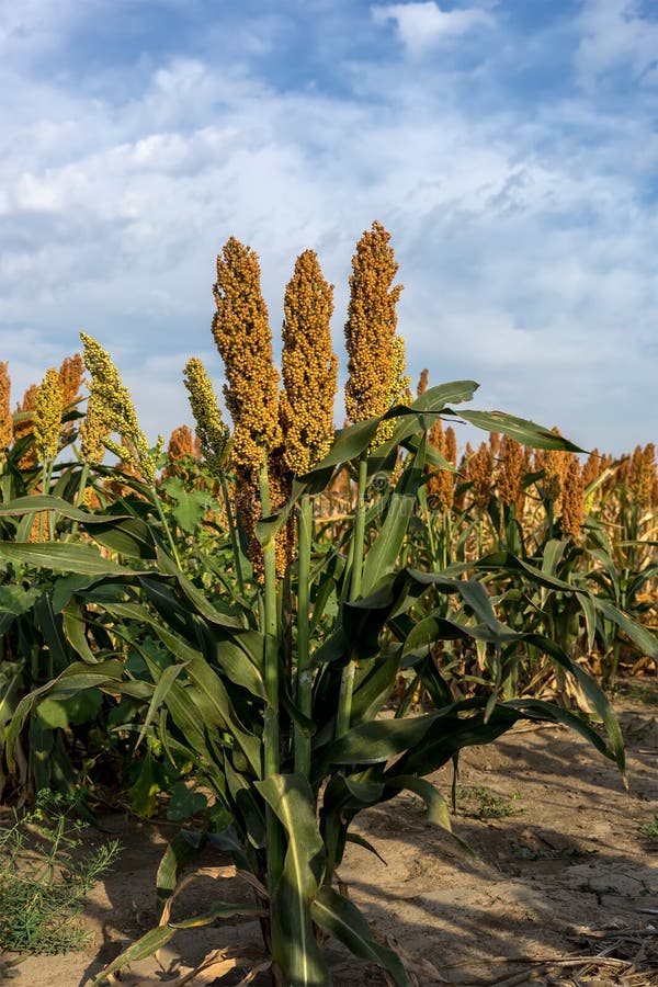 Bush Green Plant Sorghum in the Field with Blue Sky Stock Photo - Image ...