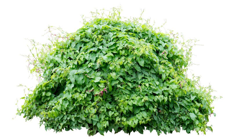Bush stock photo. Image of isolated, bush, green, plant - 31333628