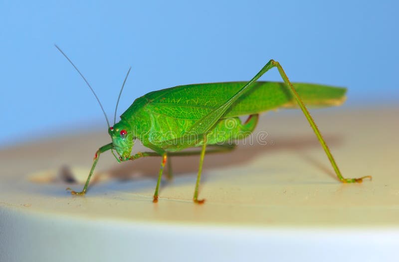 Arbusto-grillo Verde (saltamontes De Cuernos Largo) Foto de archivo ...