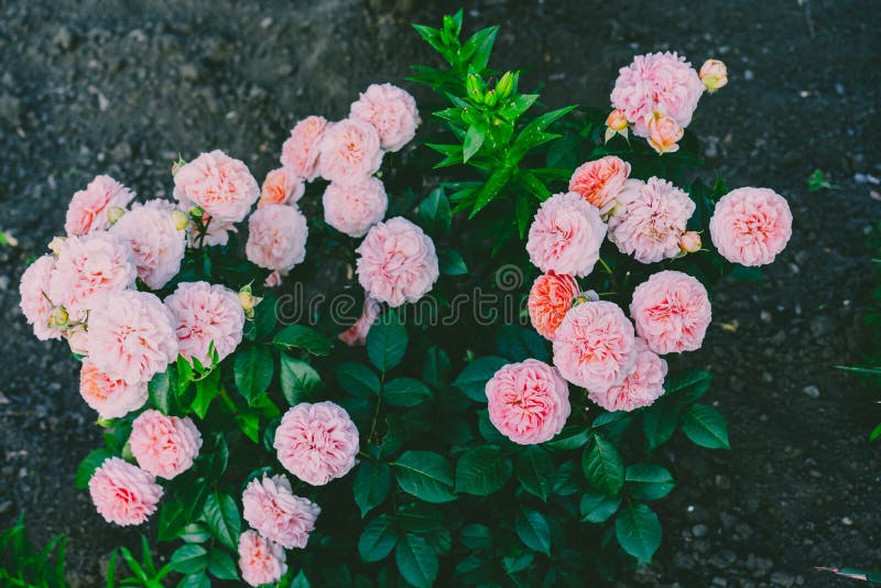 Bush of growing pink roses stock image. Image of care - 187531653