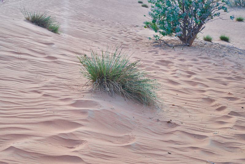 Bush Grows in the Desert of Abu Dhabi Stock Image - Image of grass ...