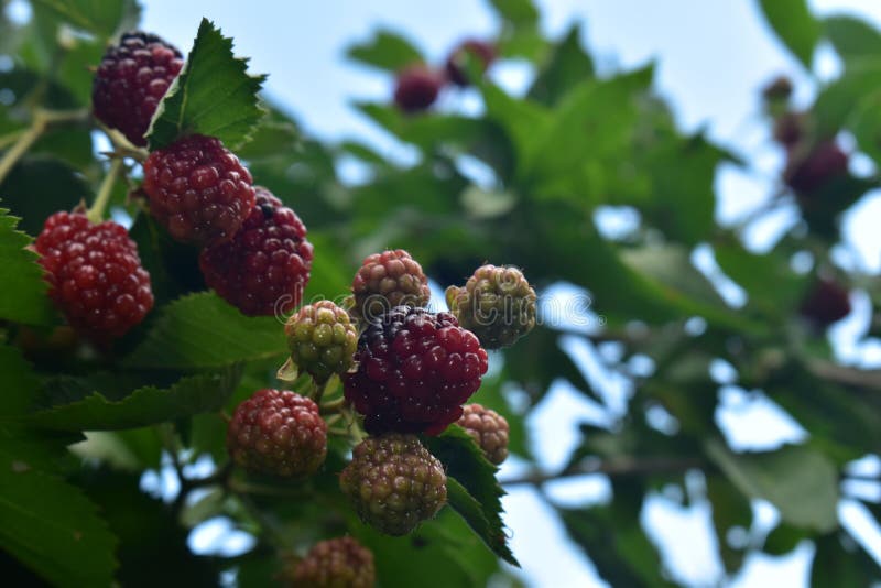 Bush of Half-ripe Raspberries in the Woods Stock Photo - Image of ripe ...