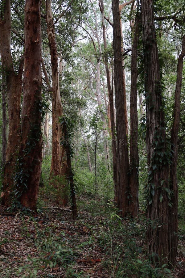 Thick forest trees stock photo. Image of leaf, plant - 206353066