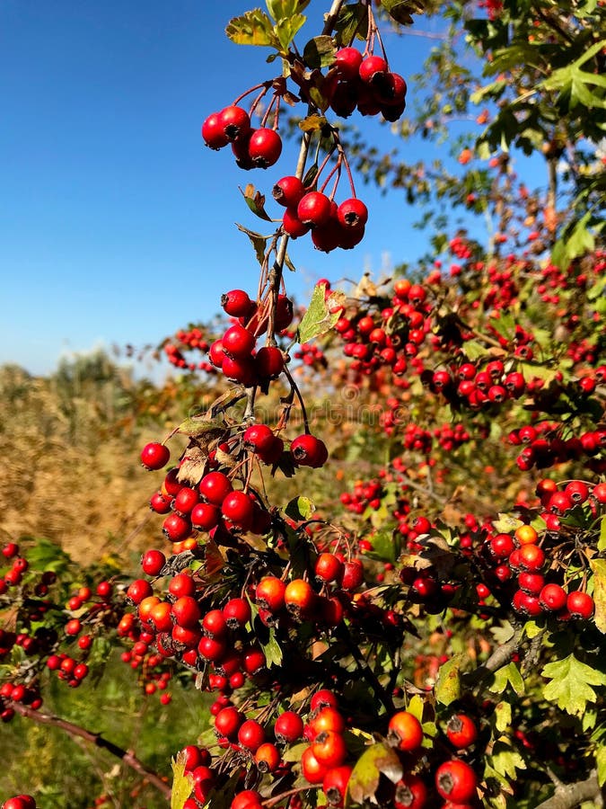 Bush hawthorn berries. stock image. Image of branches - 134329219
