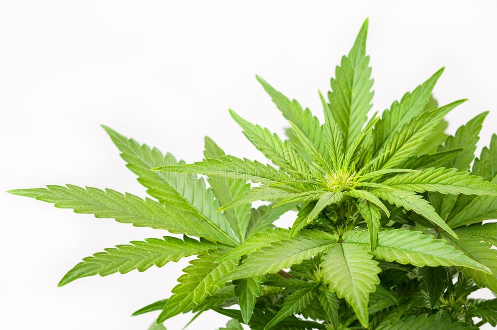 Bush of a hemp stock photo. Image of foliage, culture - 14733018