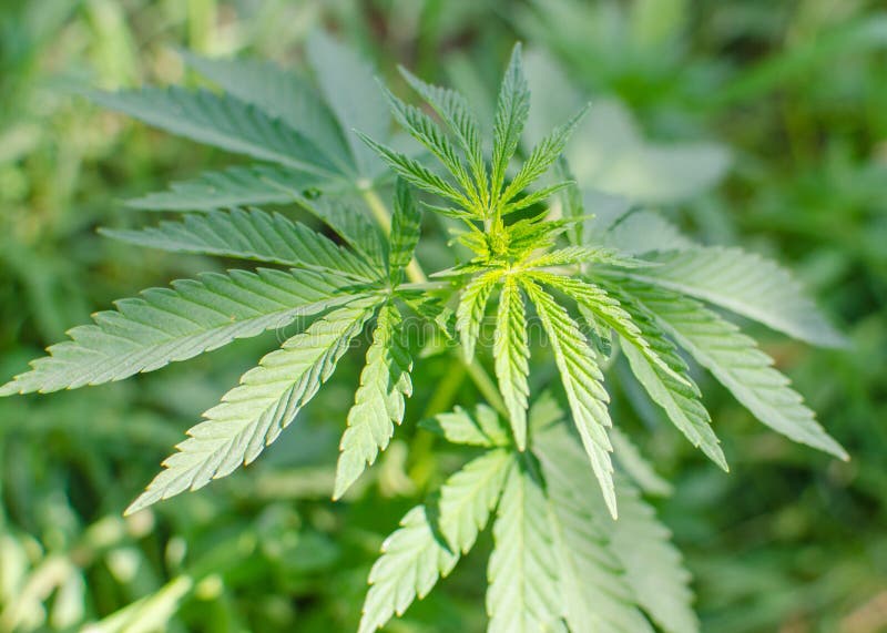 Bush of hemp stock photo. Image of herb, marijuana, health - 30887618