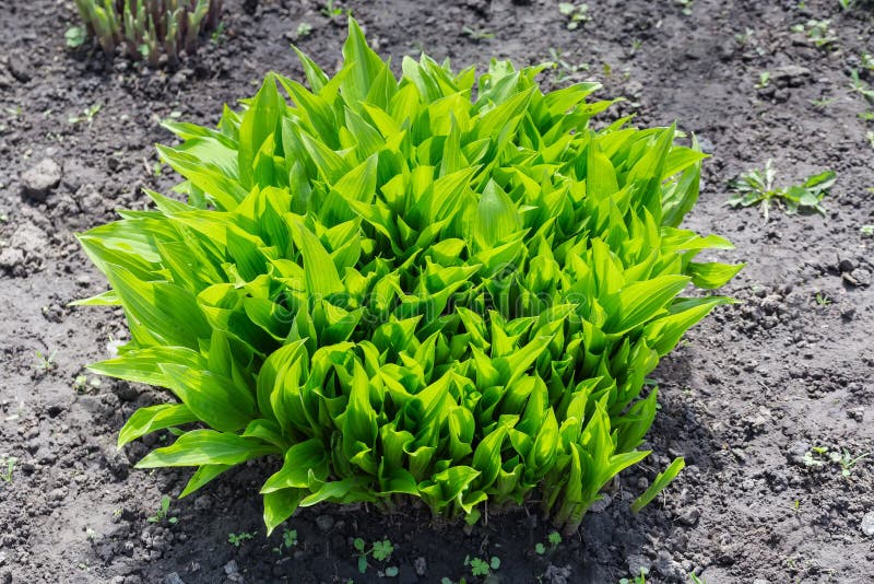 Bush of Herbaceous Plants with Young Green Broad Leaves Stock Image ...