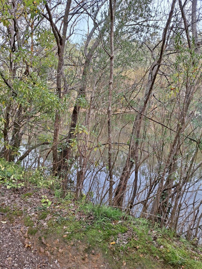 Bush hiking trail stock photo. Image of nature, plant - 243456596