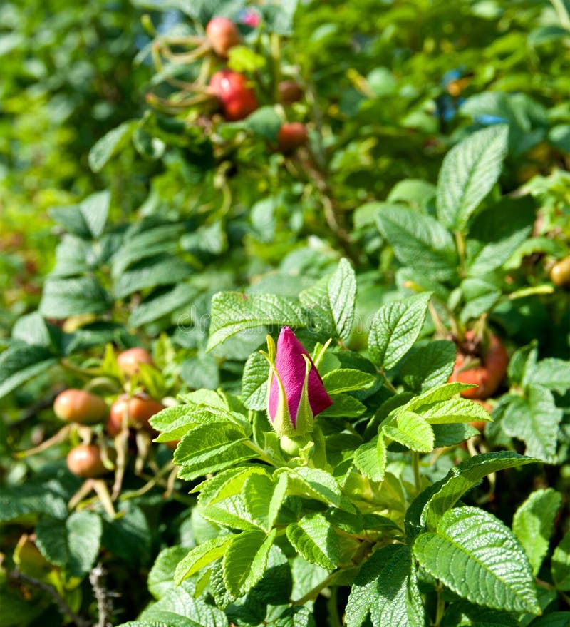Bush hips with a flower stock photo. Image of hips, feeding - 29874574