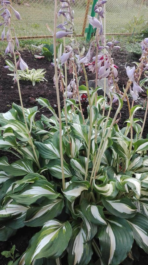 Bush Hosts Green Leaves with a Yellow Border, Side View, in the ...