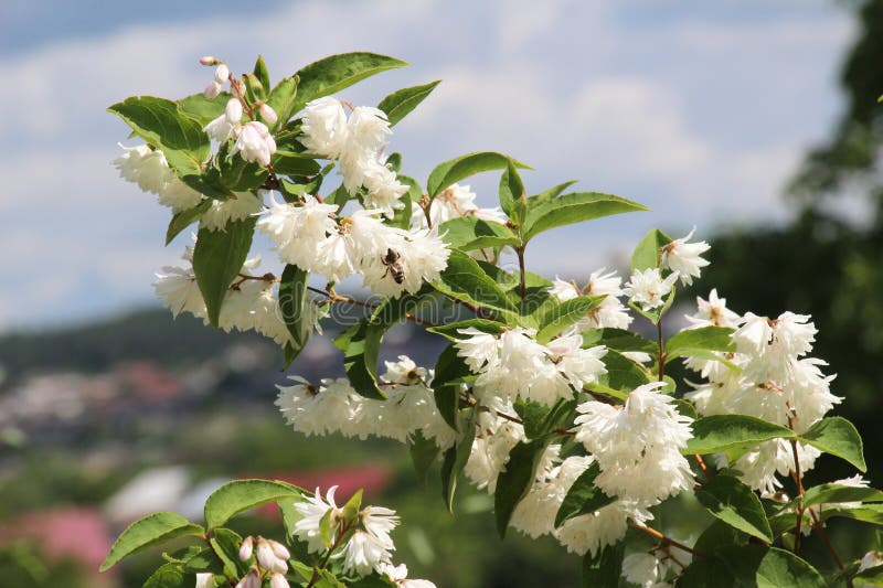 Deutzia Scabra Bush Blooms in Nature Stock Image - Image of garden ...