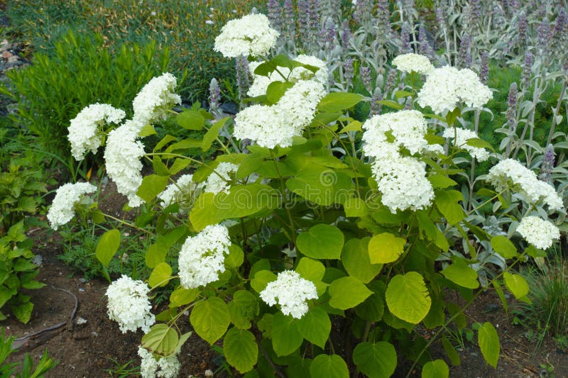 Bush of Hydrangea in Bloom in June Stock Image - Image of nature ...