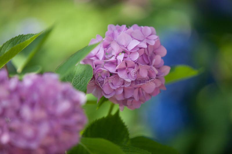 A Bush of Hydrangeas. Beautiful Floral Background Stock Photo - Image ...