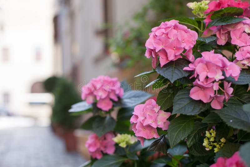A Bush of Hydrangeas. Beautiful Floral Background Stock Image - Image ...