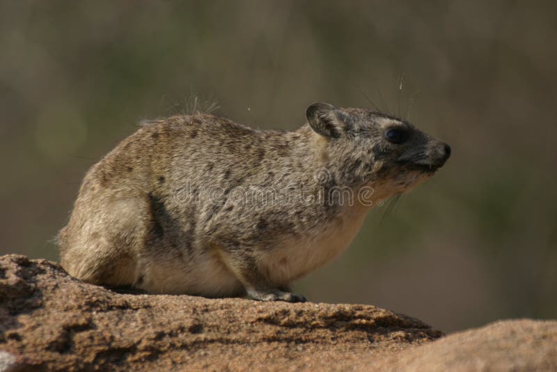 Yellow-spotted rock hyrax stock image. Image of spotter - 20231613