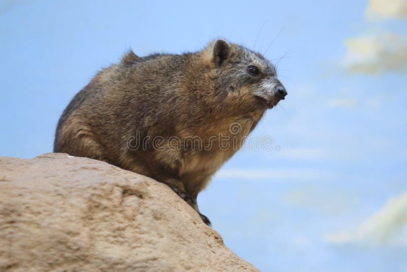 Bush hyrax stock image. Image of rock, hyrax, africa - 265265581