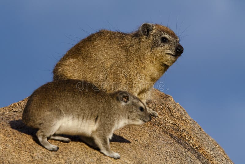 Bush Hyrax and Rock Hyrax, Serengeti Stock Image - Image of savanna ...