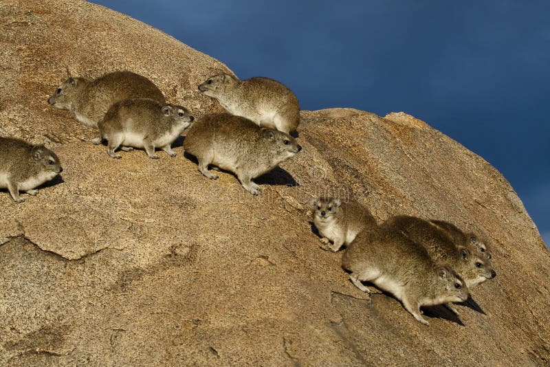 Bush Hyrax and Rock Hyrax, Serengeti Stock Image - Image of savanna ...