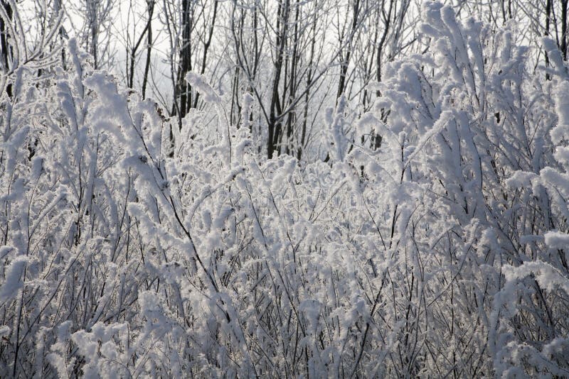 Bush in the icing stock image. Image of bush, snow, winter - 18114567