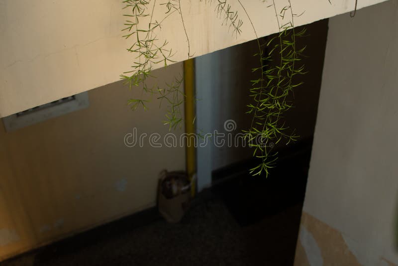 A Bush Inside the Building in the Corridor Stock Photo - Image of ...