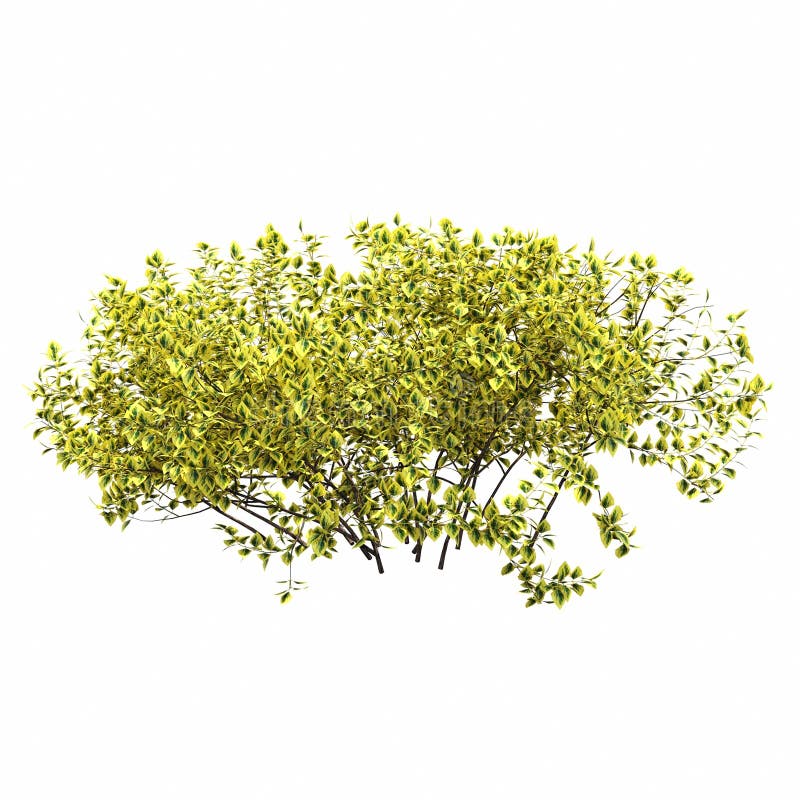 Bush Isolated on White Background, 3D Illustration, Cg Render Stock ...