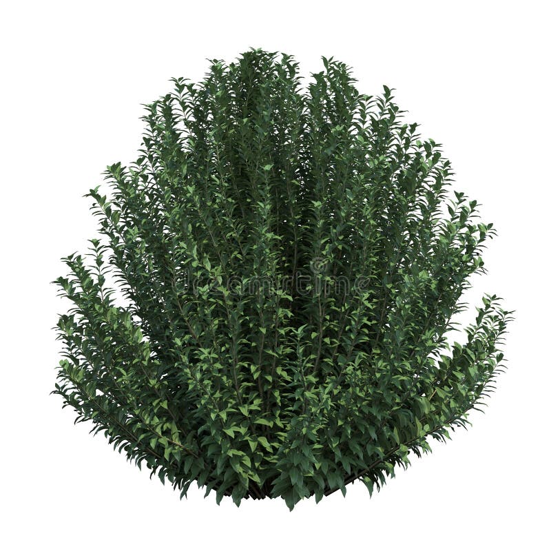 Bush Isolated on White Background, 3D Illustration, Cg Render Stock ...