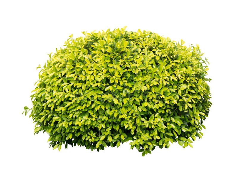 Bush Isolated on White Background Stock Photo - Image of isolated ...
