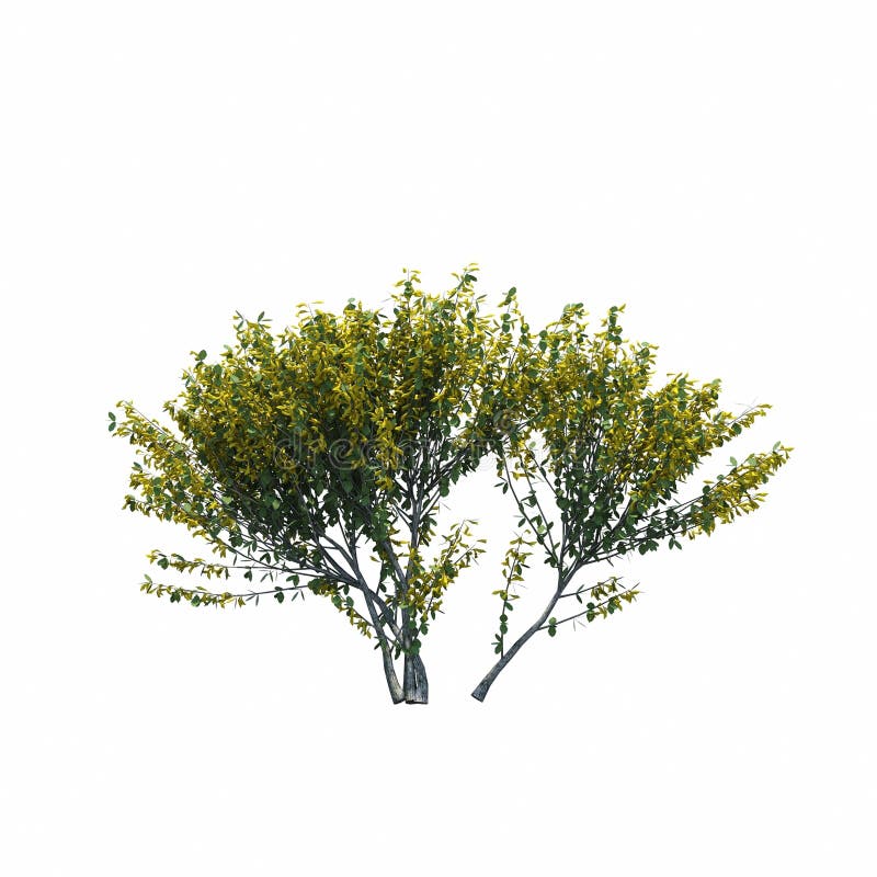 Bush Isolated on White Background, 3D Illustration, Cg Render Stock ...