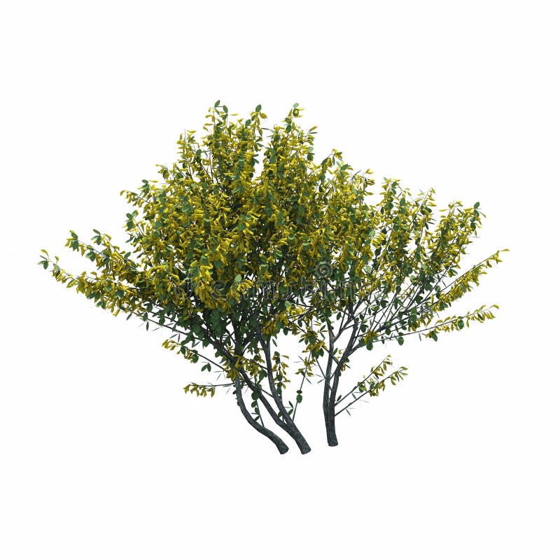 Bush Isolated on White Background, 3D Illustration, Cg Render Stock ...